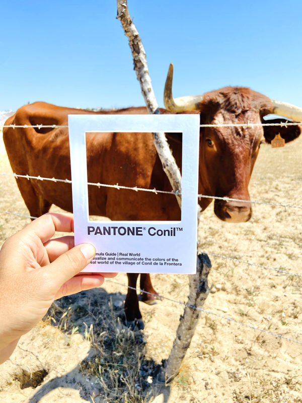 Pantone Conil, la poética pantonera de Ricardo H. Vargas | Experimenta